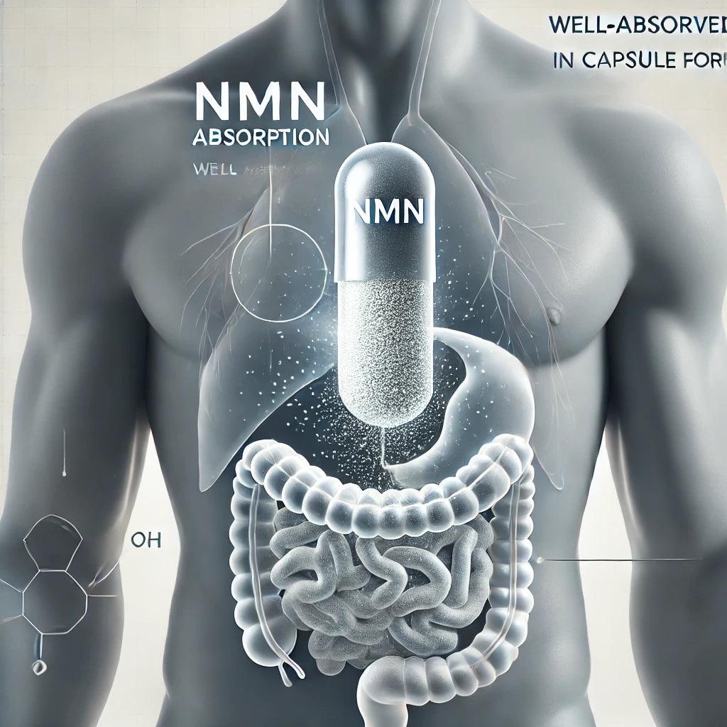 Is NMN well absorbed in capsule form? – Just Glow
